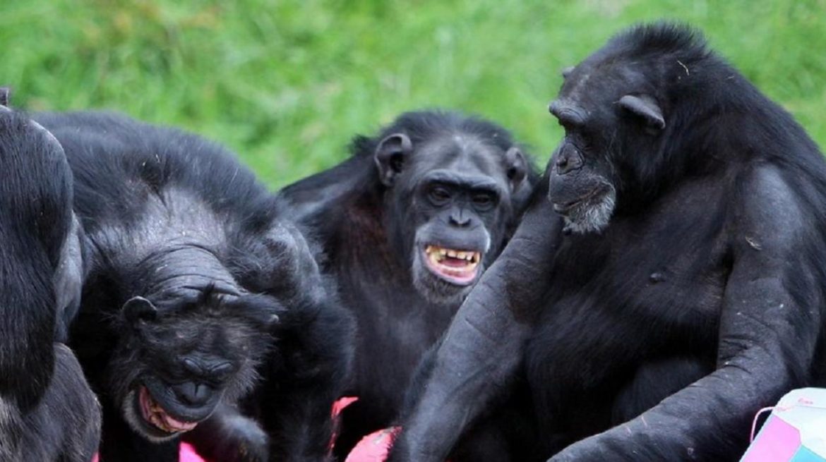 Chimpancés escuchan música de piano y marcaron el ritmo con manos y ...