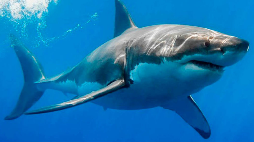 ¡Buena noticia! Suspenden medida que permite comercializar la aleta de ...