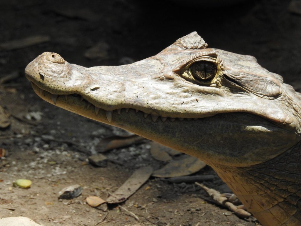 Por lluvias, incrementa la presencia de babillas en zonas residenciales ...
