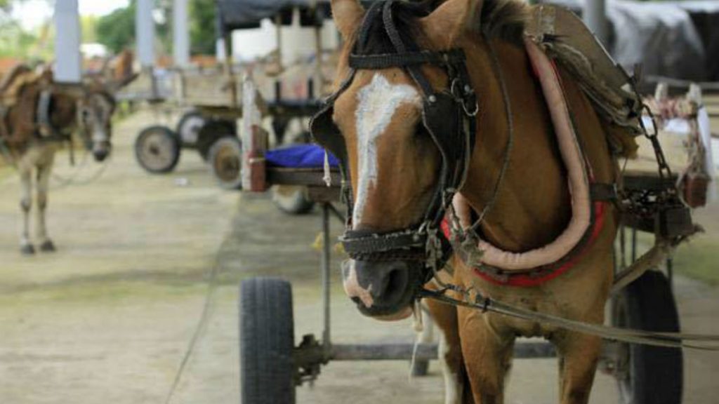 En Santa Marta hay 295 vehículos de tracción animal: Lorenzo Bonilla ...