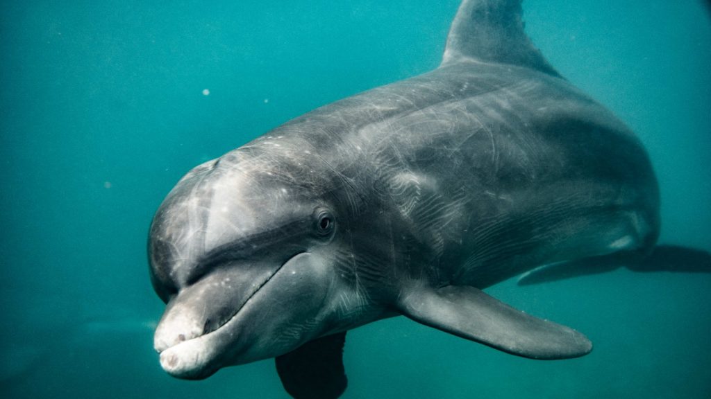 Delfín Nariz de Botella fue regresado al mar en el sector de Inca Inca ...