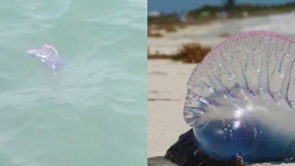 En Video: Llegó la fragata portuguesa a las playas de Santa Marta ...