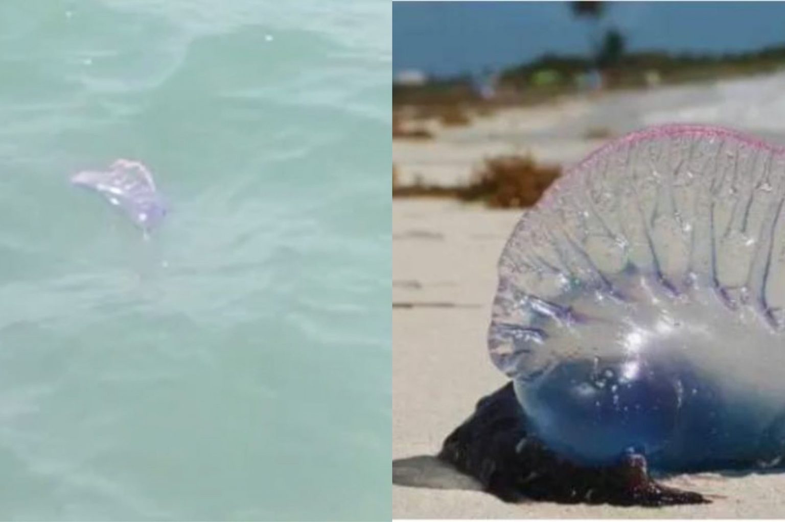 En Video: Llegó la fragata portuguesa a las playas de Santa Marta ...
