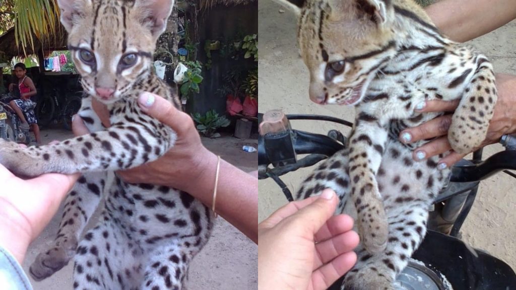 Encuentran a un tigrillo bebé en El Banco - Santa Marta Al Día