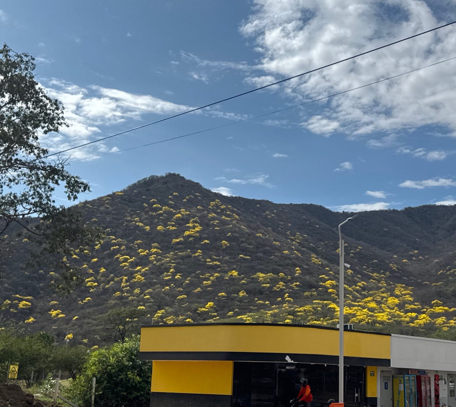 Santa Marta, corazón del mundo: el cerro Ziruma se viste de amarillo y ...
